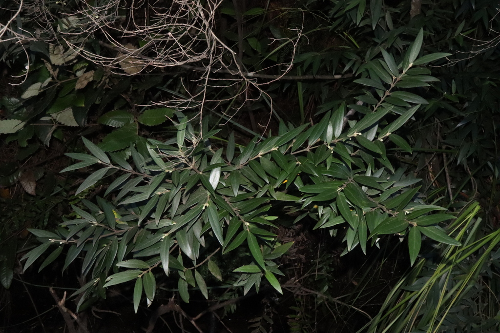 southern sassafras from Blue Mountains Nat'l Park NSW 2787, Australia ...