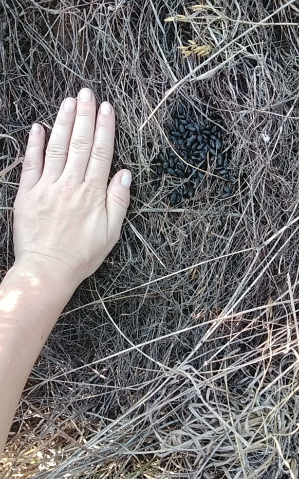 Common Reedbuck from City of Tshwane Metropolitan Municipality, South ...