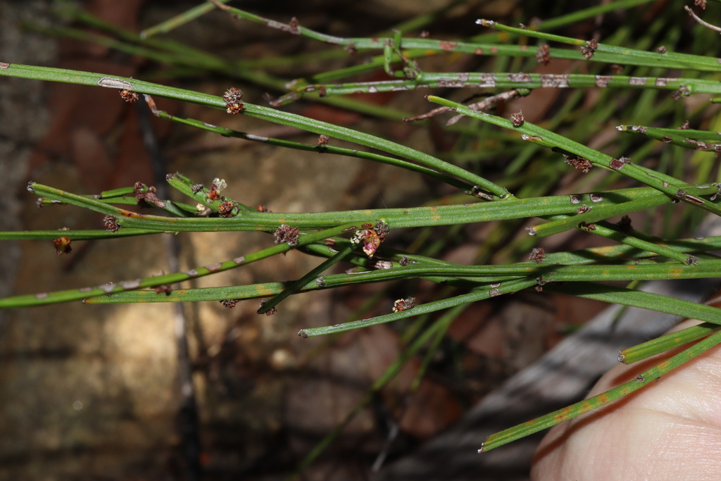 Broom Spurge from Blue Mountains Nat'l Park NSW 2787, Australia on ...