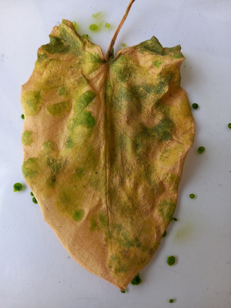 Phyllosiphon arisari from Escola Secundária José Gomes Ferreira on ...