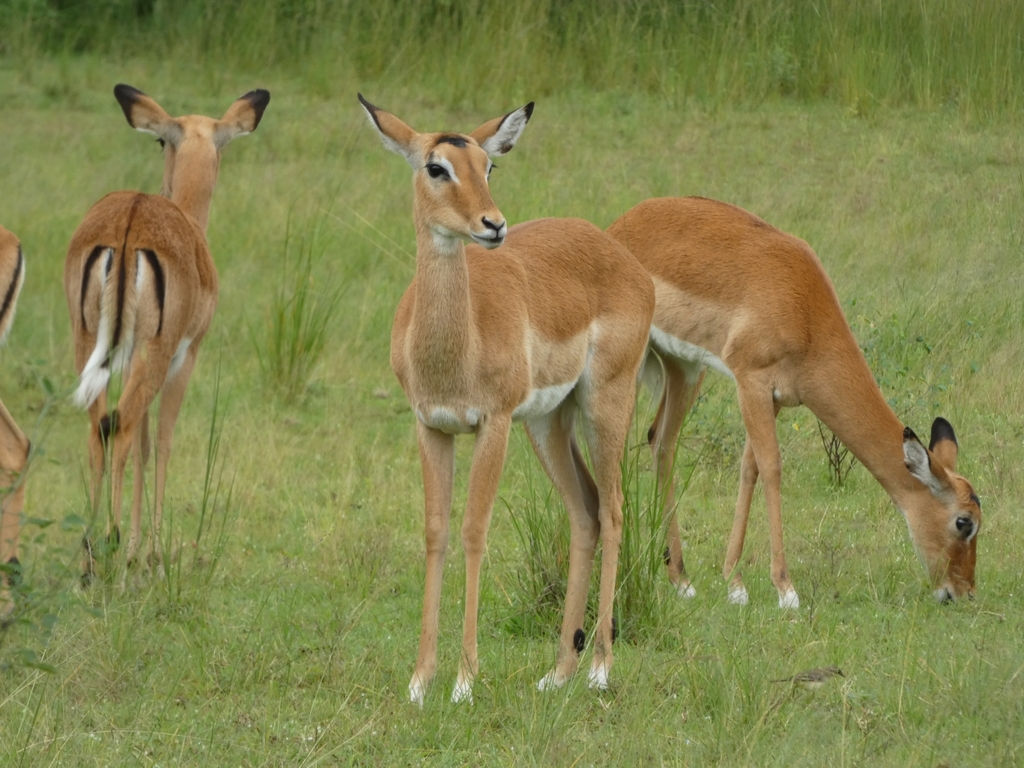Common Impala from Shakani Campsite, Akagera National Park, Rwanda on ...