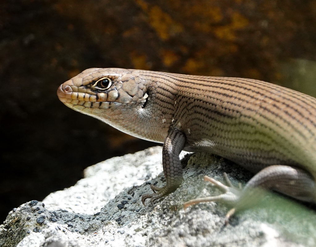 Eastern Ranges Rock-skink from Wingen NSW 2337, Australia on January 27 ...