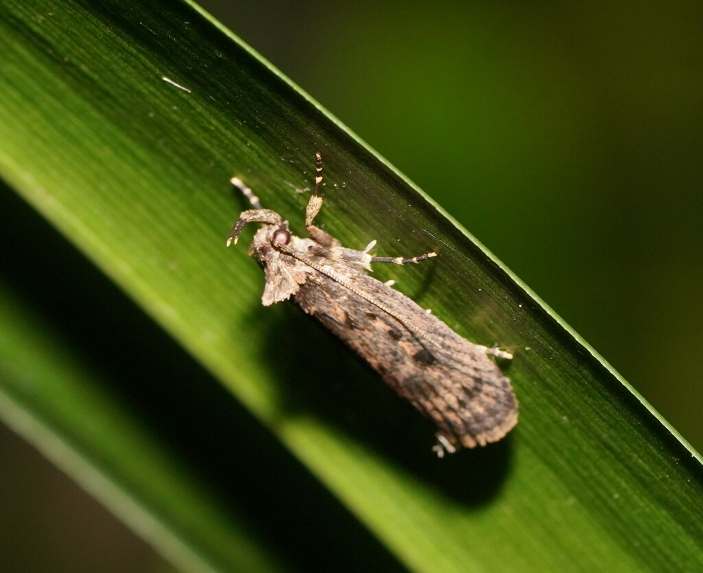 Curved-horn Moths from Olinda VIC 3788, Australia on January 27, 2024 ...