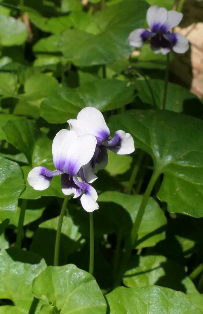 Ivy Leaved Violet from Melbourne VIC, Australia on January 29, 2024 at ...