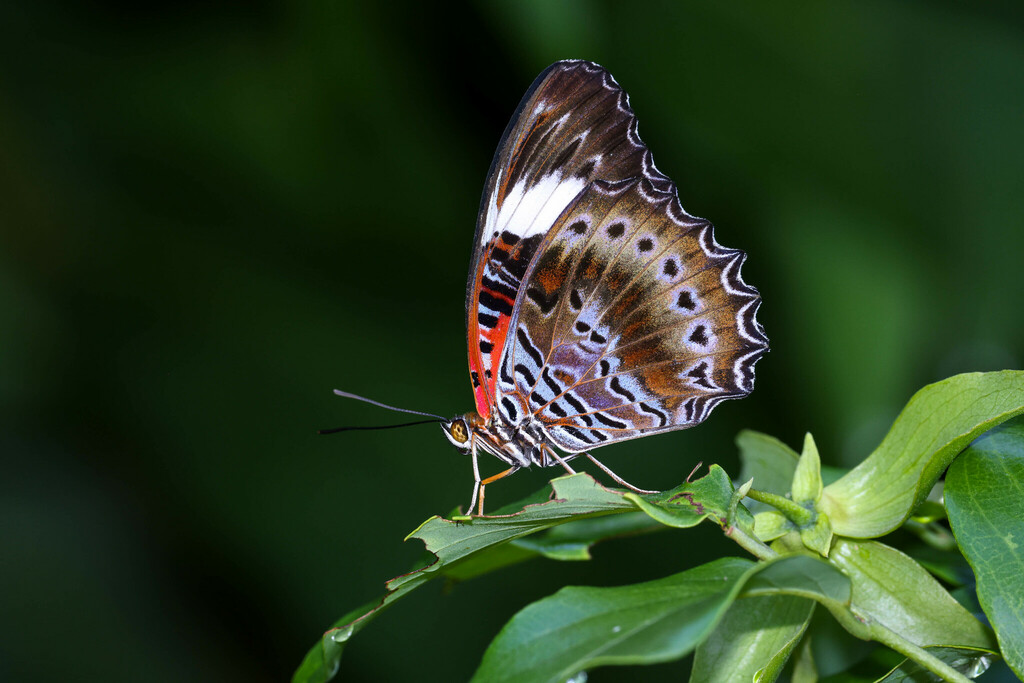 Eastern Red Lacewing Butterfly from Botanic Gardens, Cairns QLD ...