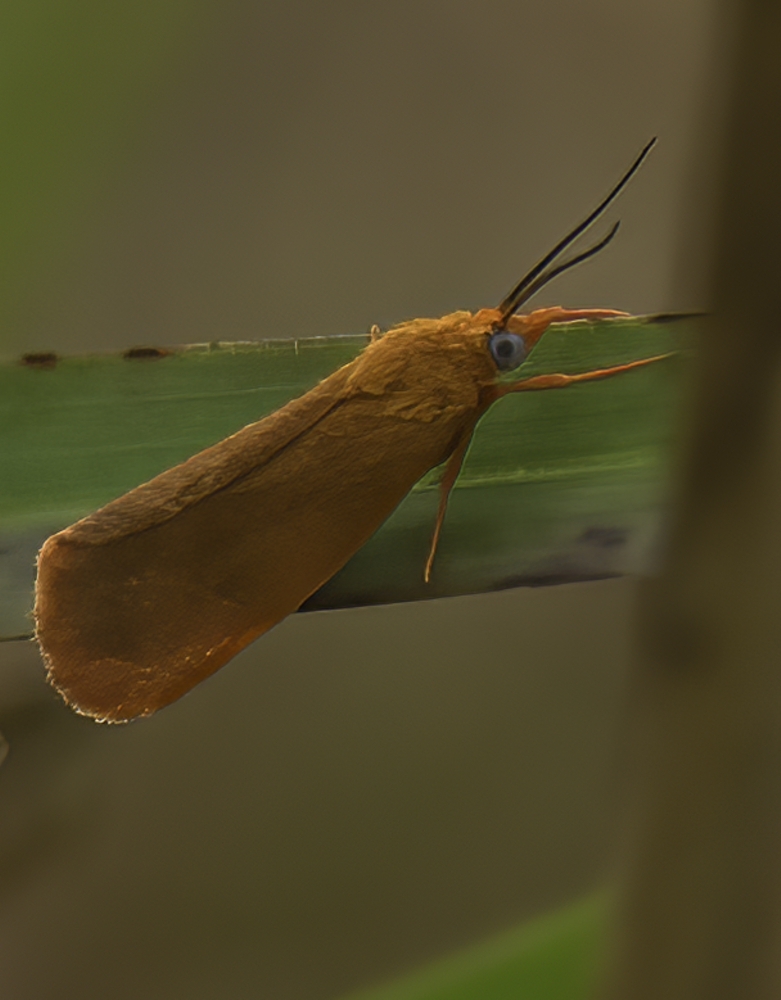 Orange Virbia Moth from 14122 W Indiantown Rd, Jupiter, FL 33478, USA ...