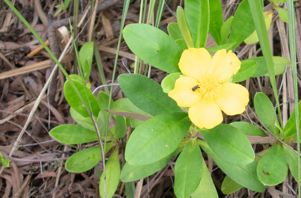 Climbing Guinea flower from Inskip QLD 4581, Australia on January 28, 2024 at 07:15 AM by Rolf ...