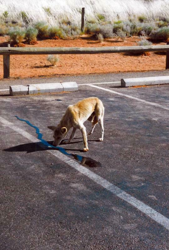 Dingo from Alice Springs NT, Australia on September 15, 1994 by Mark ...