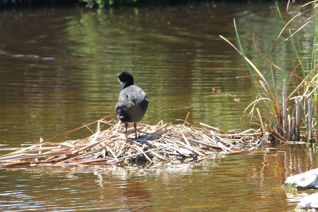 Red-knobbed Coot from West Coast District Municipality, South Africa on ...