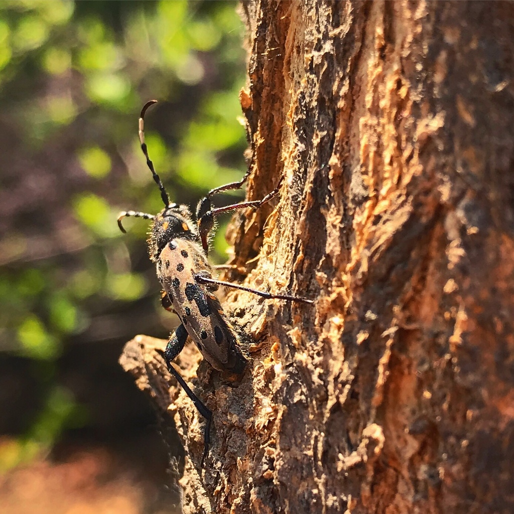 Clytobius davidis from Shengzhi Yucheng Unit (Chengjiao Street ...