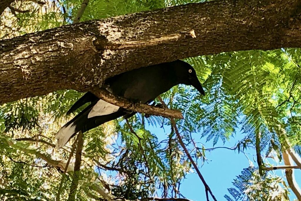 Grey Currawong from Adelaide SA, Australia on January 29, 2024 at 09:37 ...