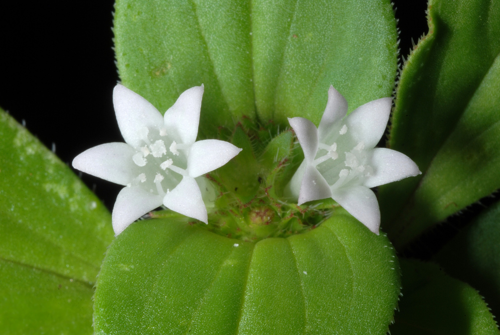 Florida Pusley (Plants of Chimanimani) · iNaturalist
