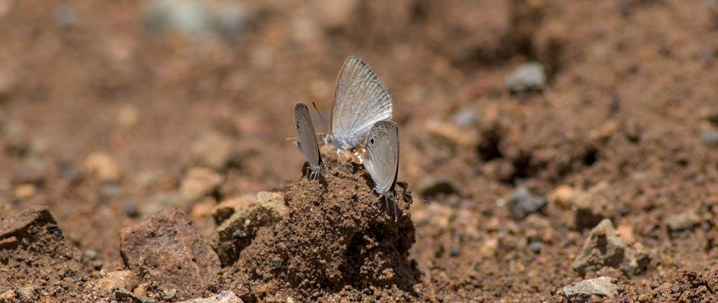 Black-spotted Grass-blue in January 2024 by brandon_hewitt · iNaturalist