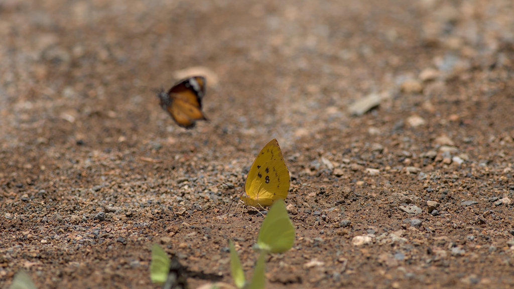 Lesser Wanderer in January 2024 by brandon_hewitt. The photobomber ...