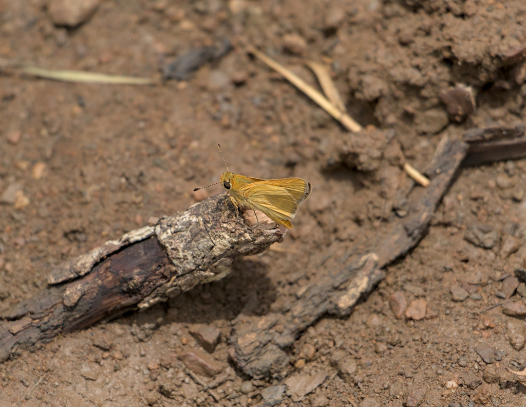 Orange Grass-dart in January 2024 by brandon_hewitt · iNaturalist