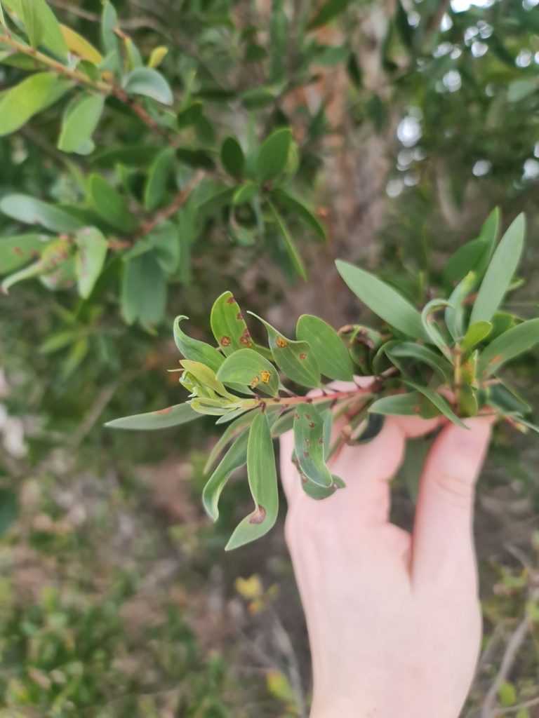 Myrtle Rust from Riverwood NSW 2210, Australia on January 26, 2024 at ...
