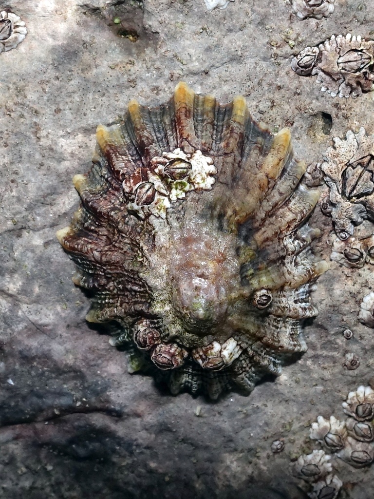 Common European Limpet from The Rine, Gleninagh, Clare, Ireland on ...