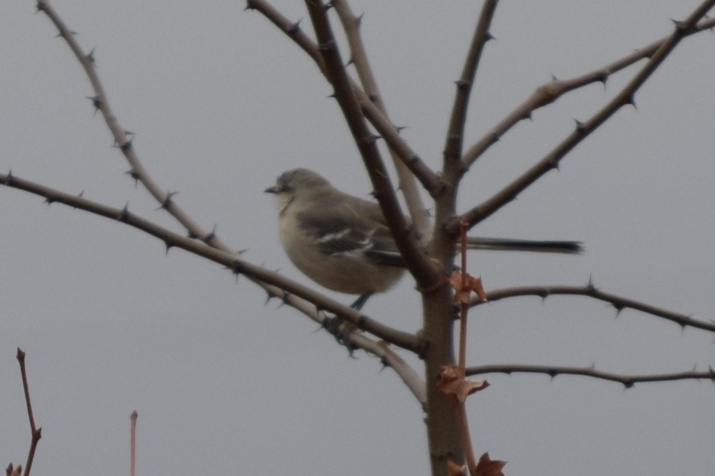Northern Mockingbird from Perry Rd, Athens, OH, US on January 28, 2024 ...