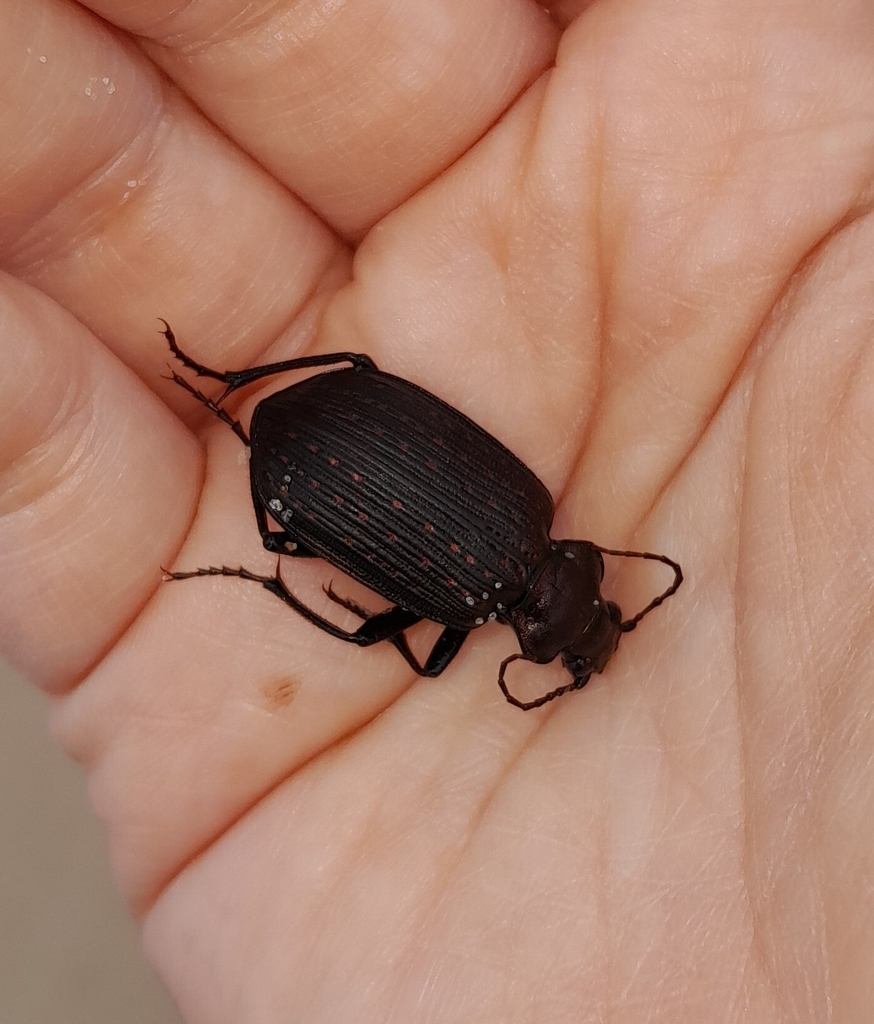 Calosoma alternans from Praia Brava, Florianópolis - SC, Brasil on ...