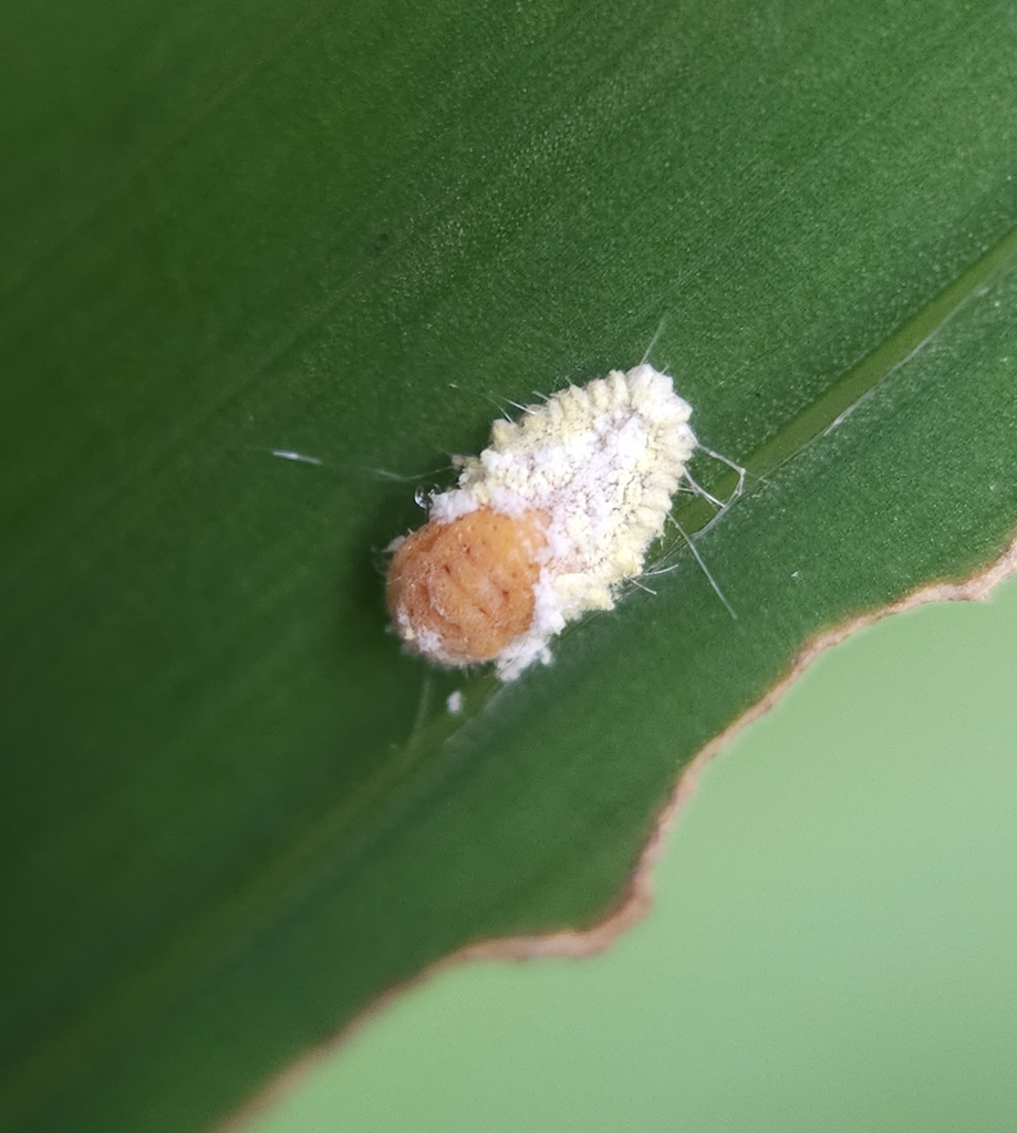 Cushion Scale Insects from Tanglin, Singapore on January 26, 2024 at 09 ...