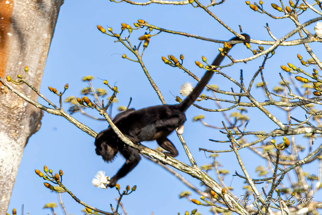 Mantled Howler Monkey from Colón District, Colón Province, Panama on ...