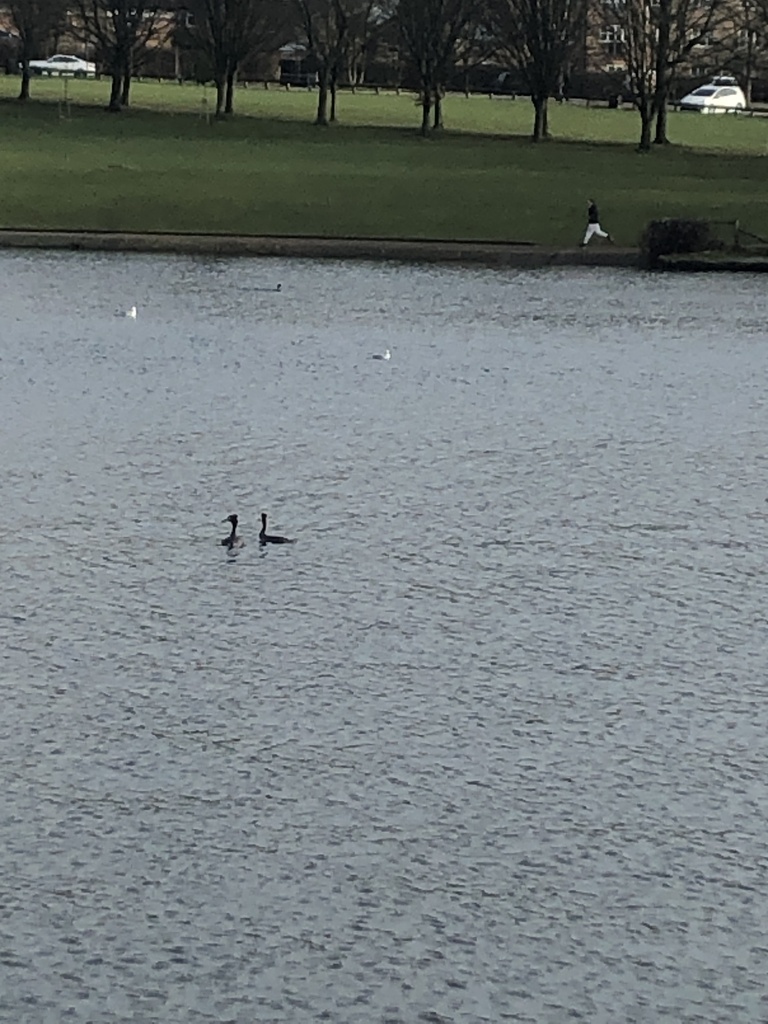Great Crested Grebe from Shephall View, Stevenage, England, GB on 29 ...