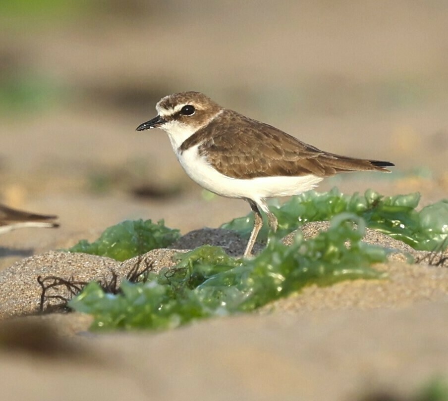 Javan Plover in December 2023 by denismatthey · iNaturalist