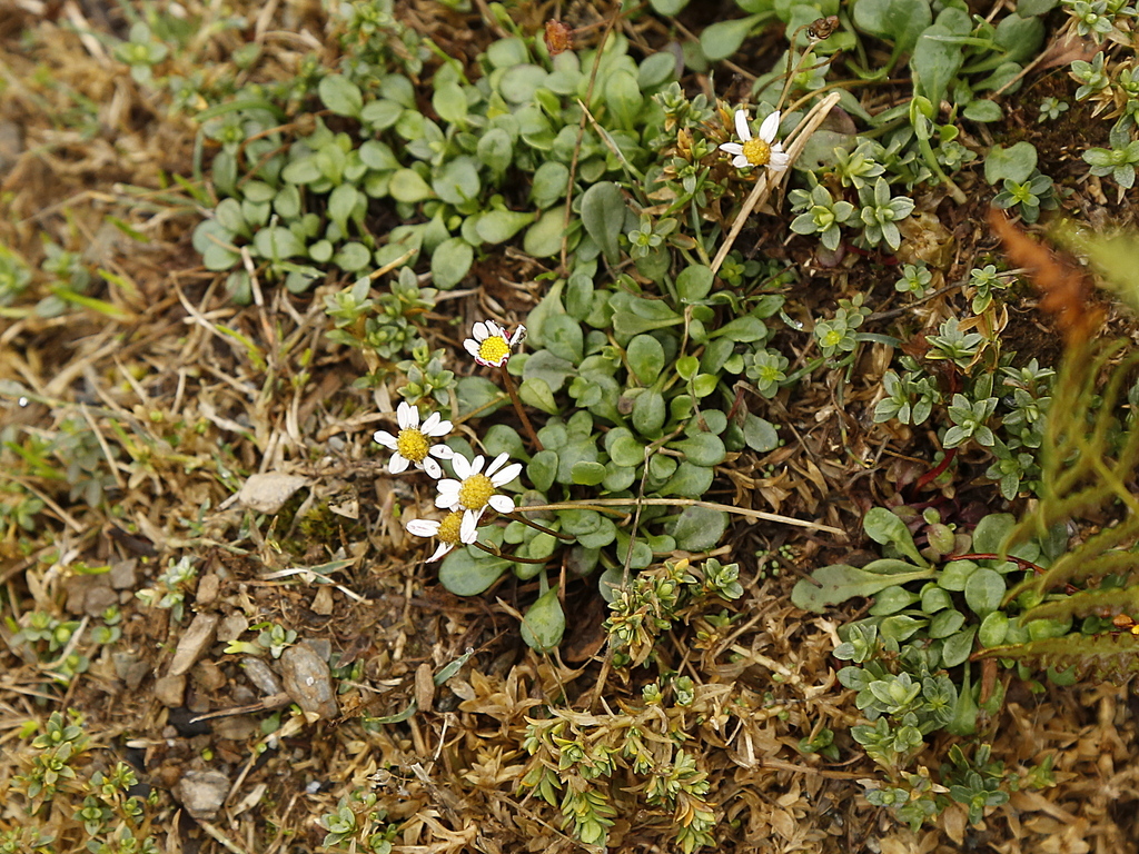 Miniature Daisy from Desulo, Nuoro, Italia on October 26, 2023 at 10:41 ...