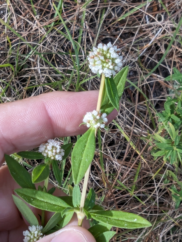 shrubby false buttonweed from Lakeland, FL 33809, USA on January 29 ...