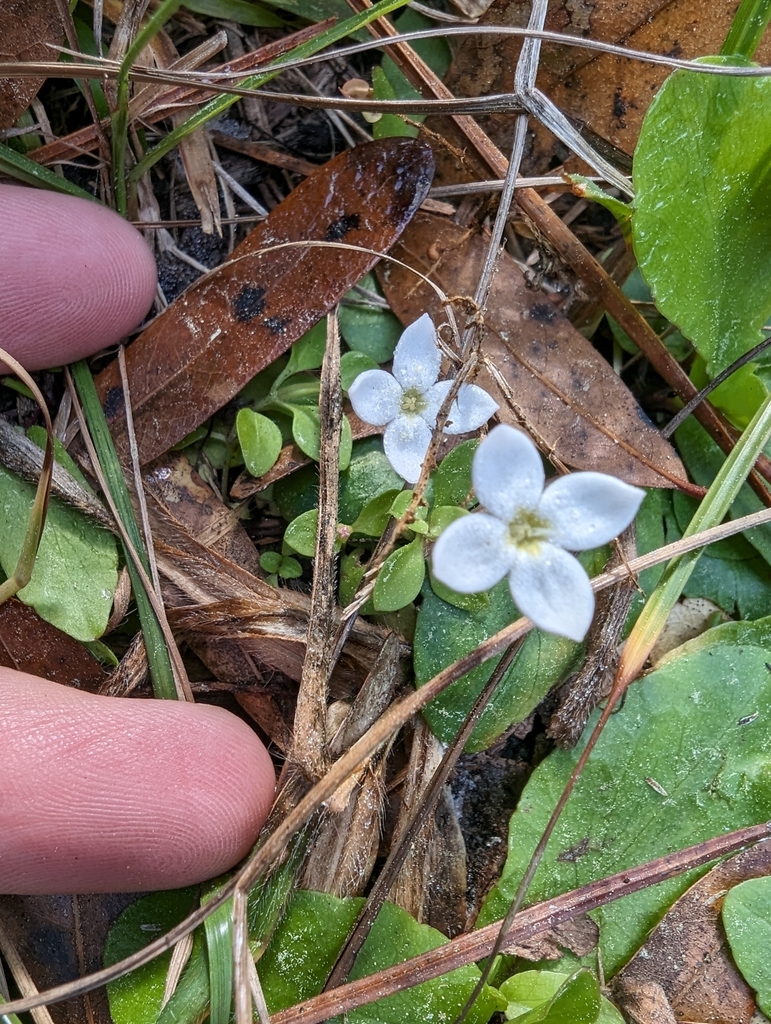 roundleaf bluet from Lakeland, FL 33809, USA on January 29, 2024 at 10: ...