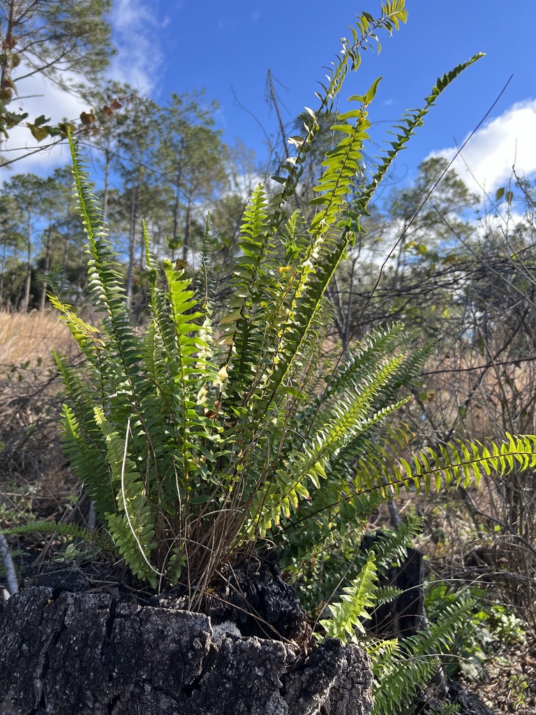 sword ferns from Machete Trail, Oakland, FL, US on January 29, 2024 at ...