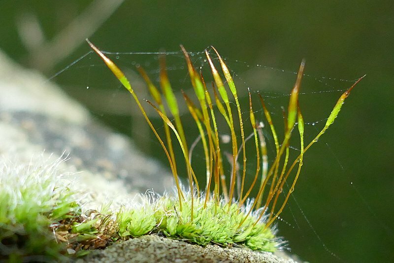 Wall Screw-moss from 22100 Bobital, France on January 29, 2024 at 10:32 ...