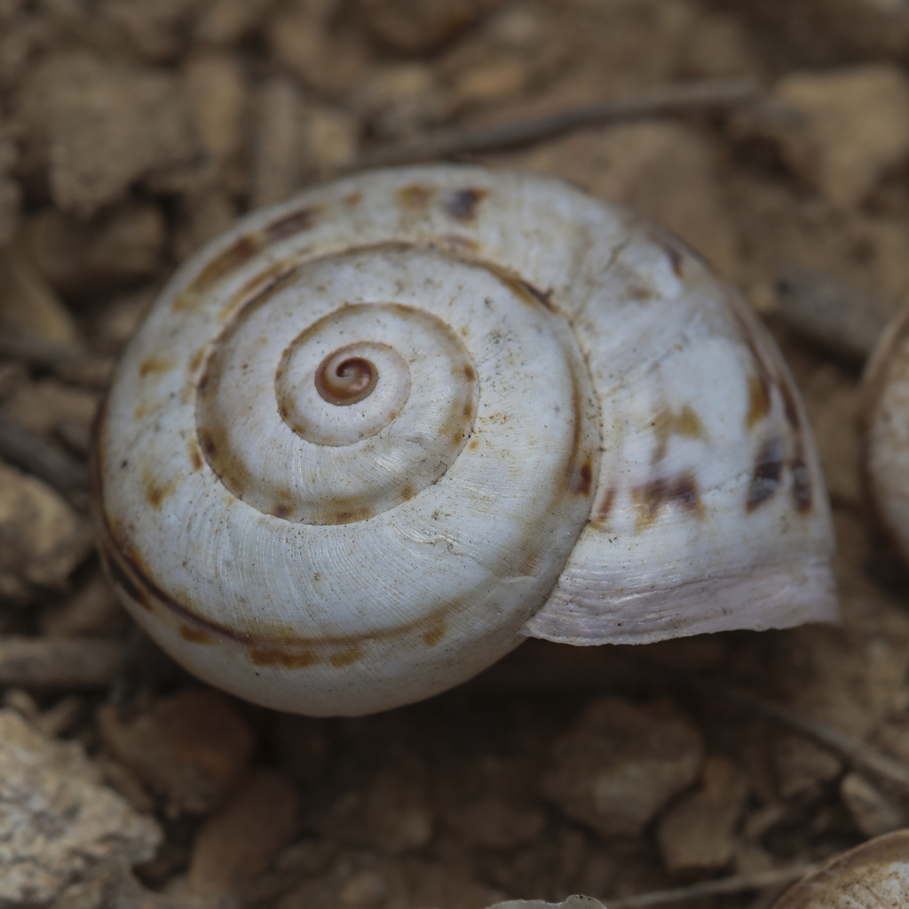 White Italian Snail from Barcelona, Spain on January 28, 2024 at 03:21 ...