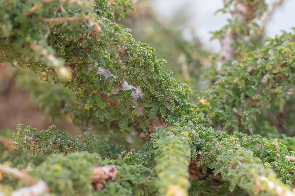 Commiphora planifrons in December 2023 by Morten Ross · iNaturalist
