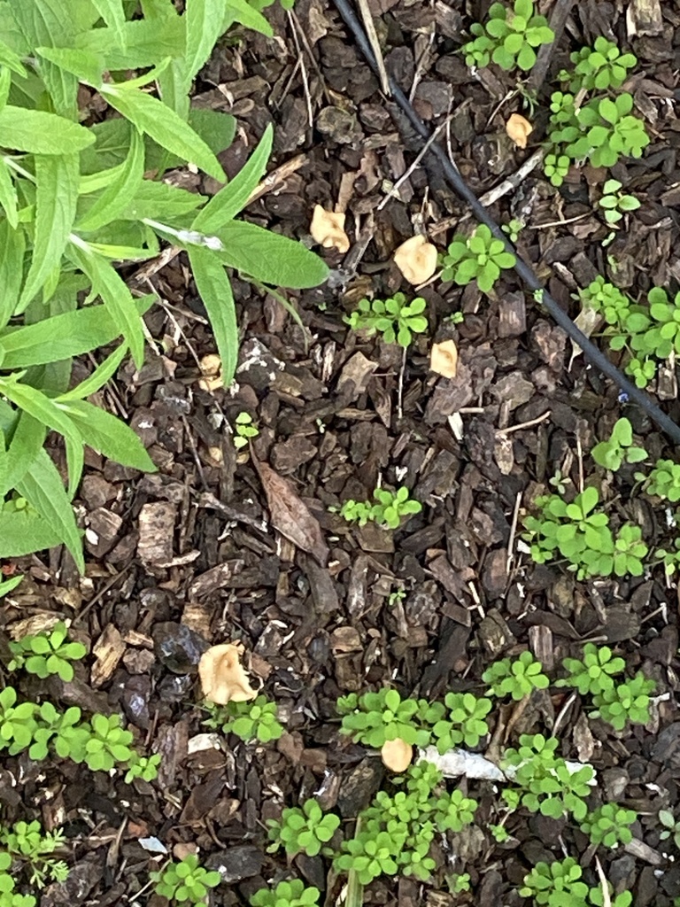 Wavy Cap in January 2024 by Richard Paglione · iNaturalist