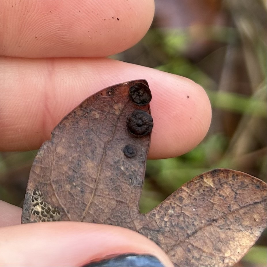 Feron in December 2023 by Hannah. T1-3 Gall????? · iNaturalist