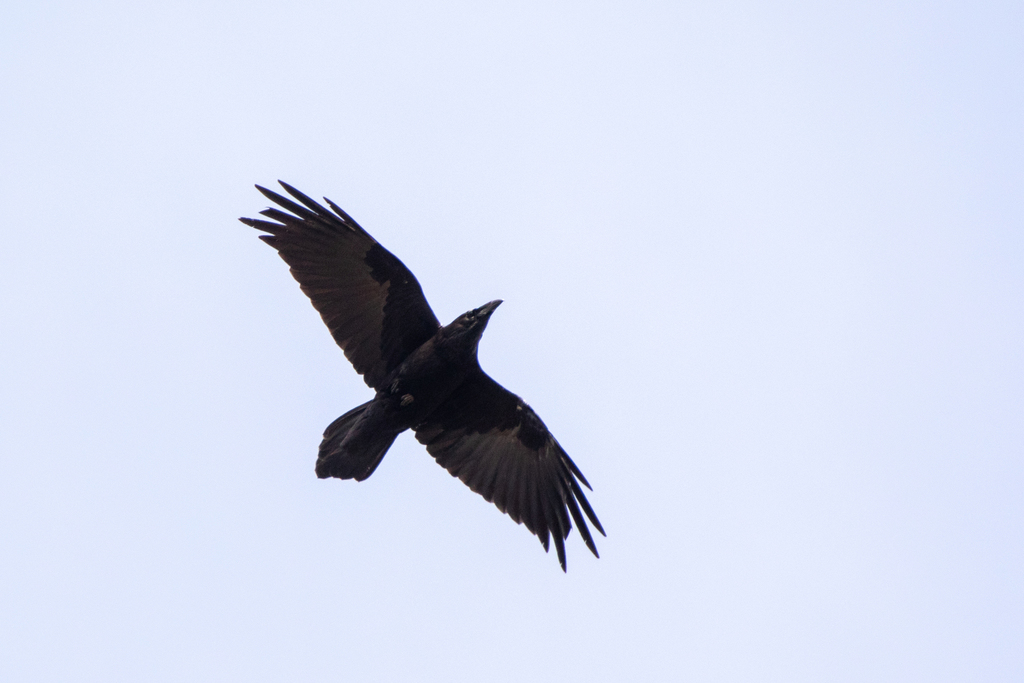 Common Raven from Central Okanagan, BC, Canada on April 14, 2019 at 02: ...