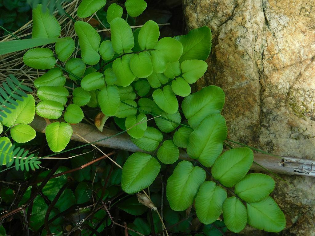 Myrtle Fern from Noupoort Greyton, 7233, South Africa on January 29 ...