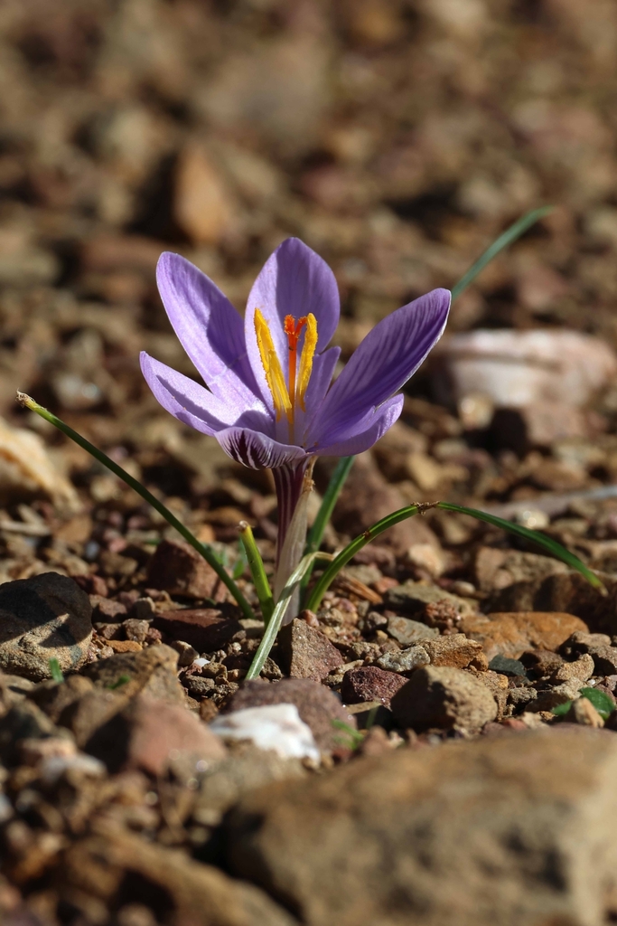 Corsican Crocus from località Cea Romana, 09040, 09040 Villasalto SU ...