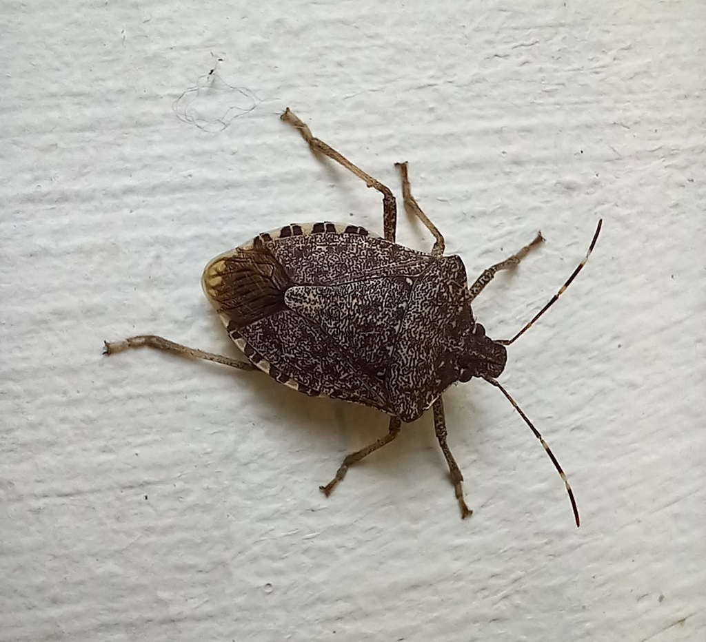 Brown Marmorated Stink Bug from Escola Secundária José Gomes Ferreira ...