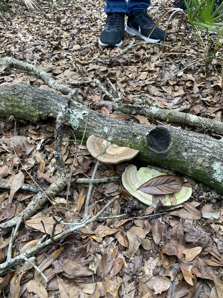 bracket fungi from Polk County, FL, USA on January 26, 2024 at 12:23 PM ...