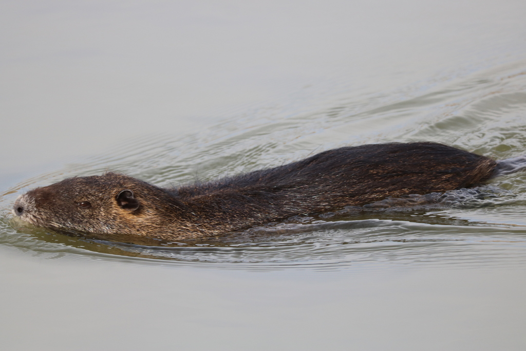 Coypu from 34970 Lattes, France on January 26, 2024 at 03:46 PM by ...