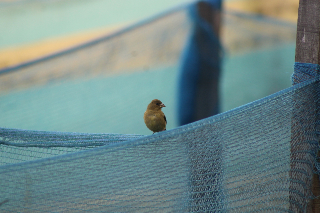 Siskins and New World Goldfinches from Salitre Greco, Teusaquillo ...