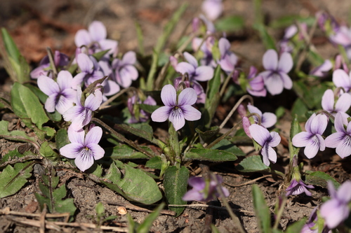 Variety Viola philippica philippica · iNaturalist