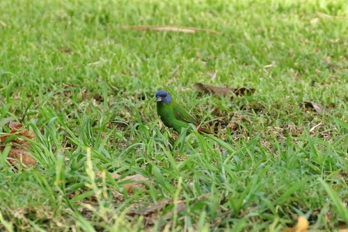 Chuuk Blue-faced Parrotfinch (Subspecies Erythrura trichroa clara ...