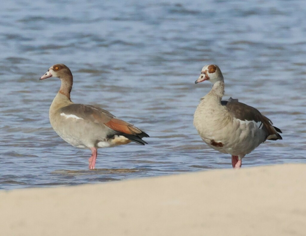 Egyptian Goose from Kavango East Region, Namibia on November 17, 2023 ...