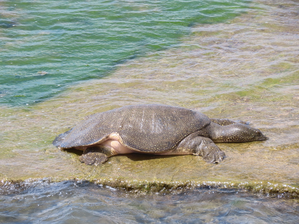 African Softshell Turtle in May 2020 by Efi Zilbertzan · iNaturalist