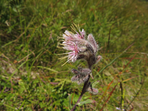 Purple Rattlesnakeroot (Prenanthes racemosa) · iNaturalist