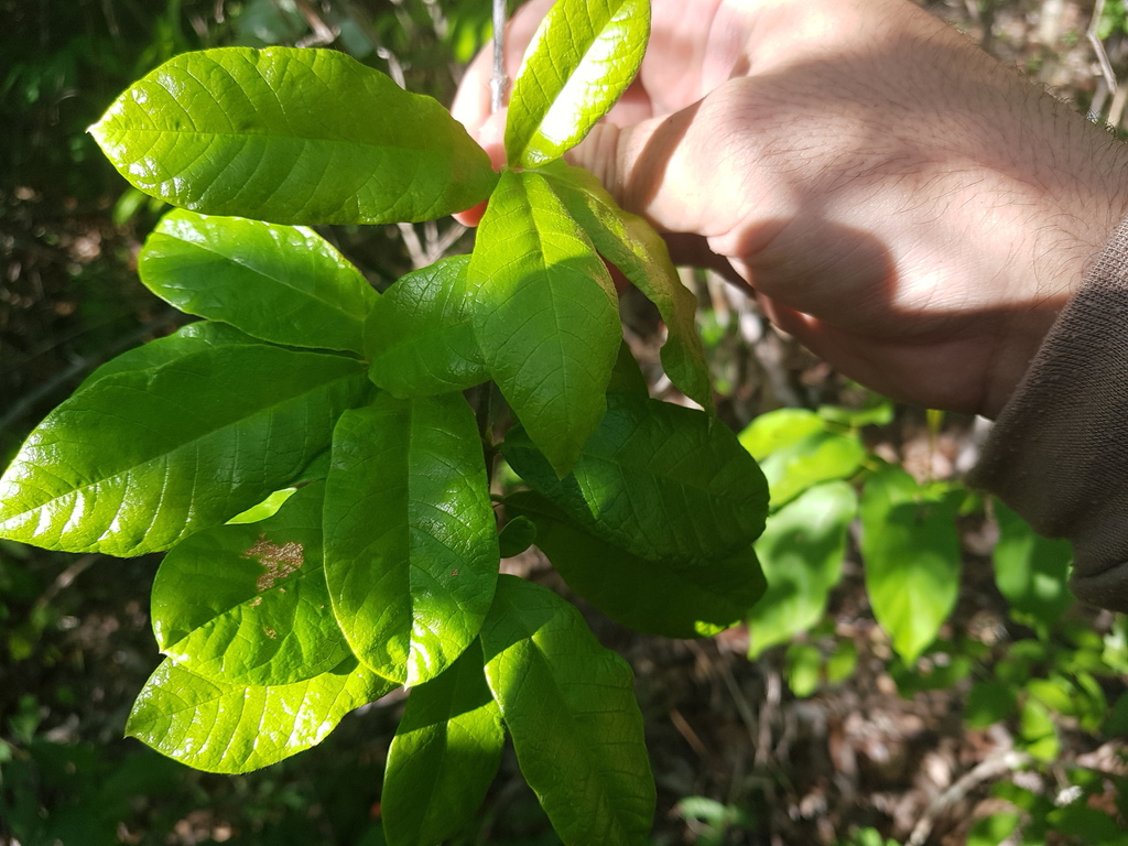(Trigonia nivea nivea) - Botanical Realm