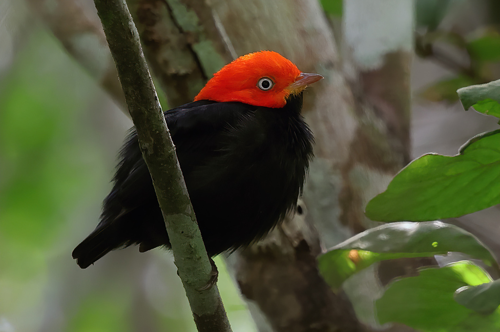 Red-capped Manakin from Calakmul Municipality, Campeche, Mexico on ...